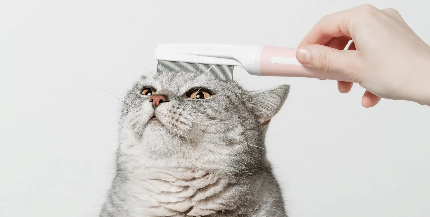 How to Cat Care at Home? - Ege Fısıltıları